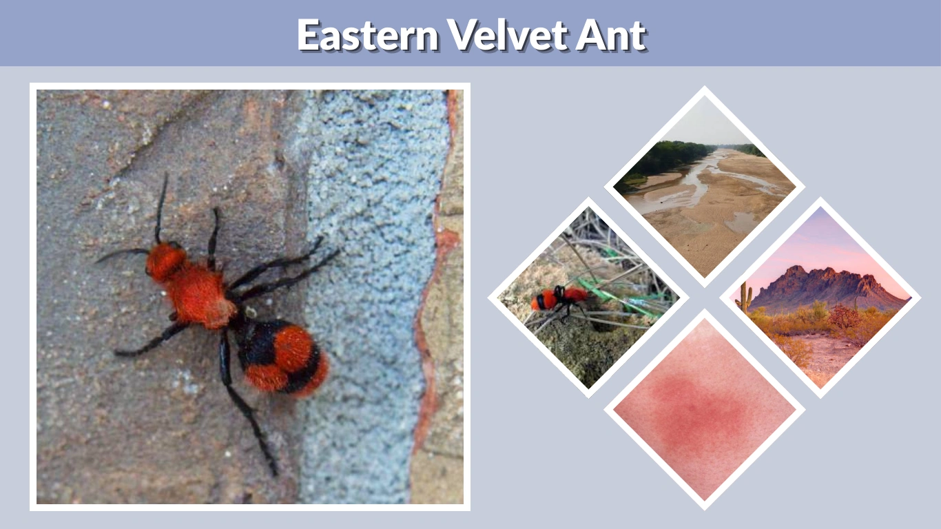 Eastern Velvet Ant: Identification, Sting, Habitat, and Life Cycle
