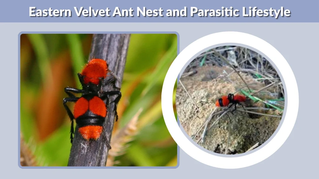 Eastern Velvet Ant: Identification, Sting, Habitat, and Life Cycle