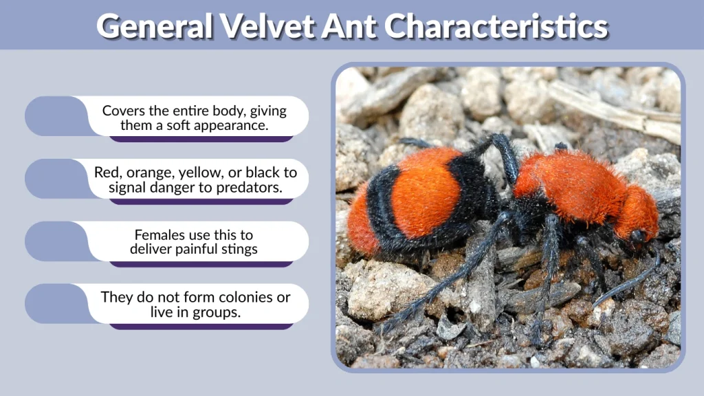 Velvet Ant Male vs Female: Differences and Identification
