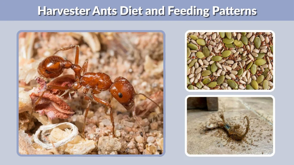 Harvester Ants: Identification, Behavior & Control Tips