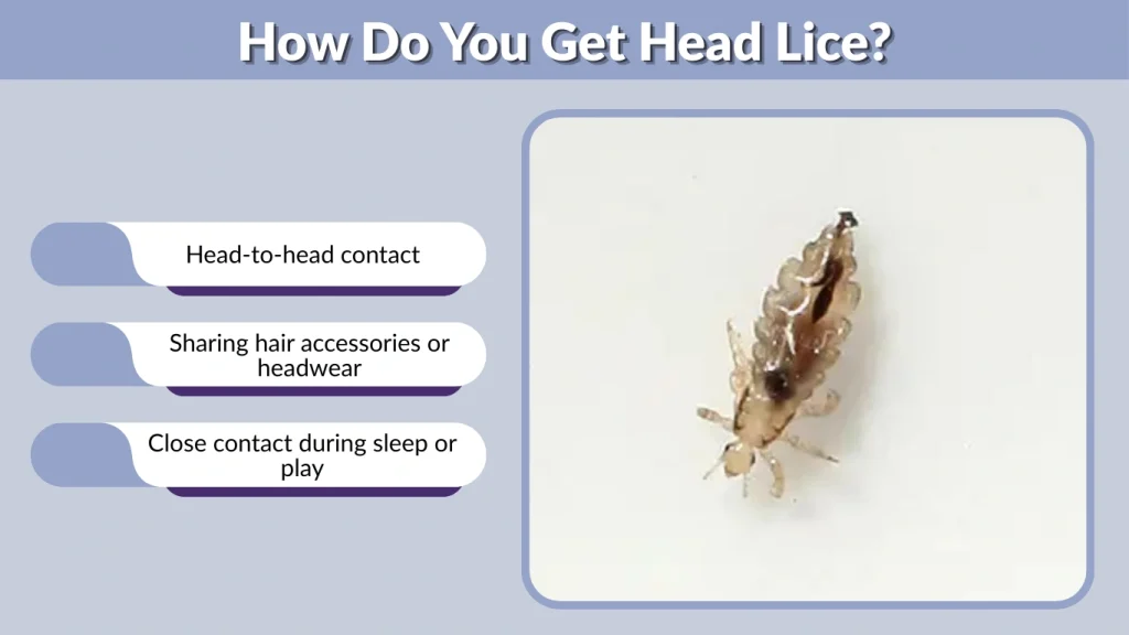 How Do You Get Lice? Causes, Treatment, and Prevention Explained