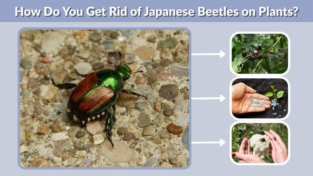 How Do You Get Rid of Japanese Beetles? (Natural & Permanent Solutions)