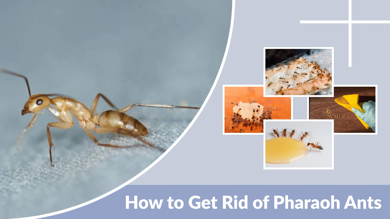 How to Get Rid of Pharaoh Ants: Effective Treatment, Baits, and Prevention