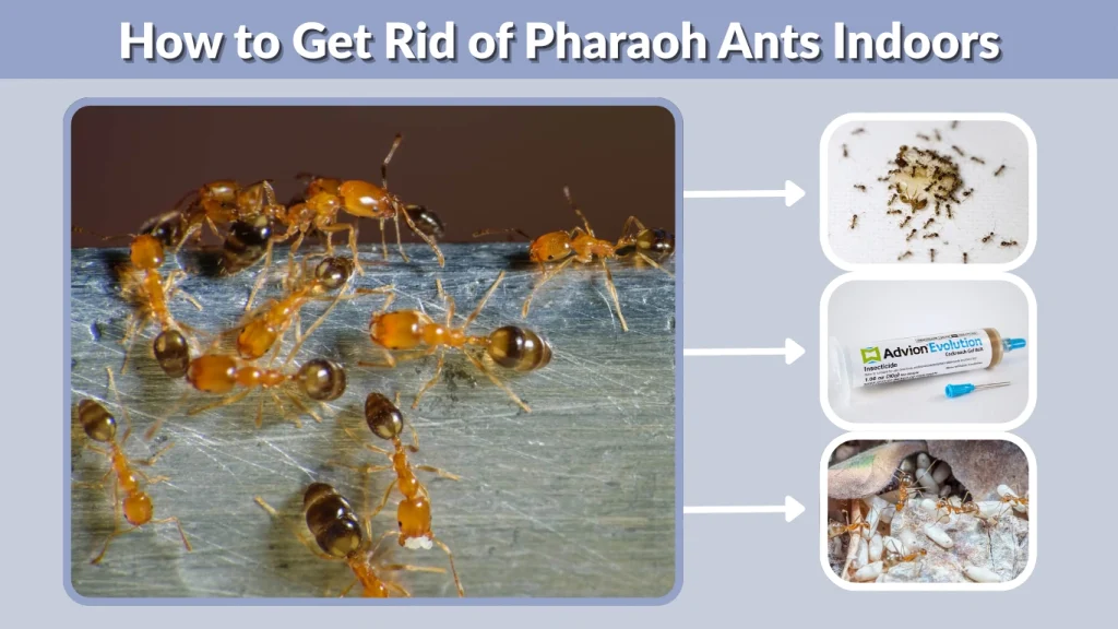 Pharaoh Ants: Identification, Behavior, Habitat, Diet & Control