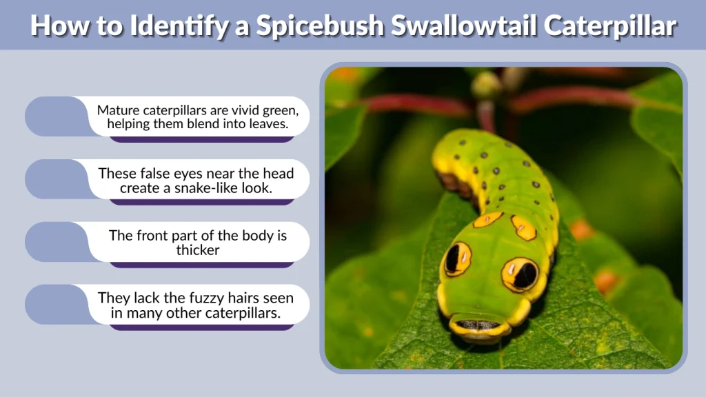 Spicebush Swallowtail Caterpillar Identification and Lifecycle