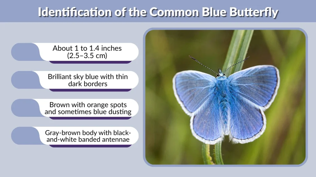 Common Blue Butterfly: Identification, Habitat, Life Cycle & Facts