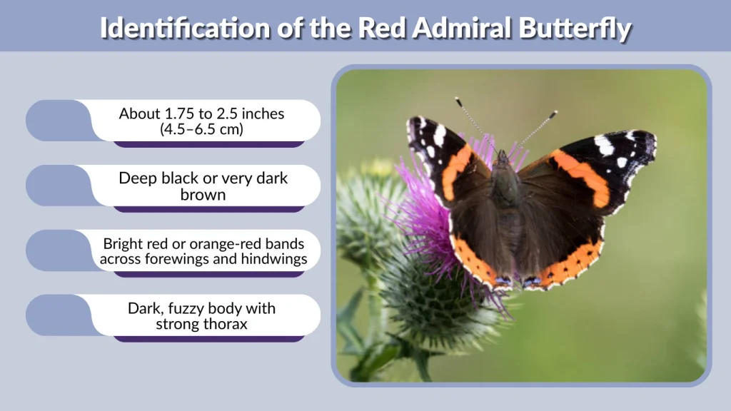 Red Admiral Butterfly: Identification, Habitat, Life Cycle & Facts