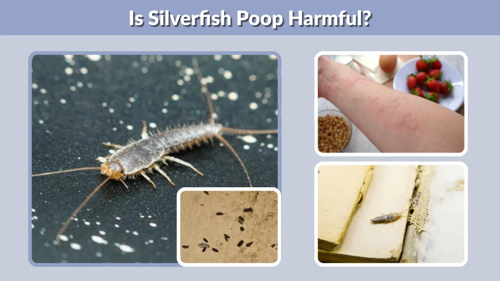 Silverfish Poop: Identification, Harmful Effects, and Cleaning Process