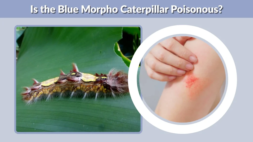 Blue Morpho Caterpillar: Facts, Diet, and Life Cycle