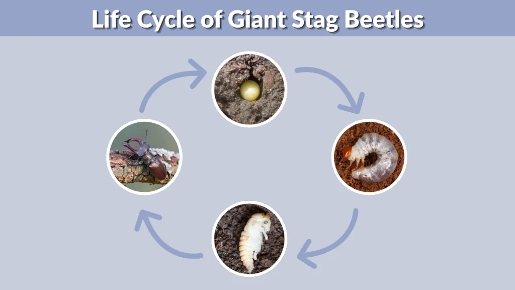 Giant Stag Beetle: Species, Life Cycle and Key Facts