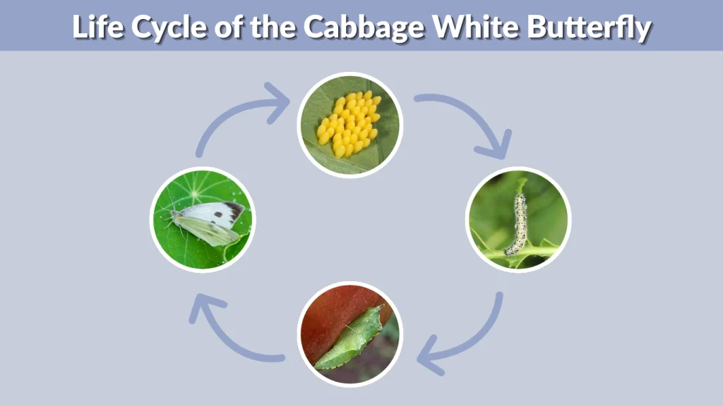 Cabbage White Butterfly: Identification, Habitat, Life Cycle & Facts