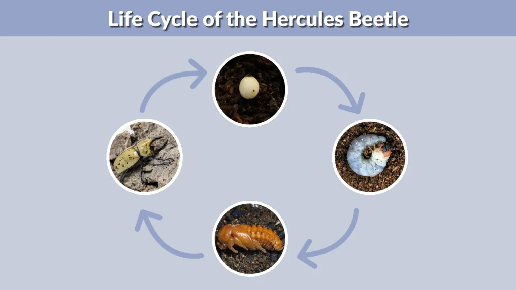 Hercules Beetle: Appearance, Diet, and Life Cycle