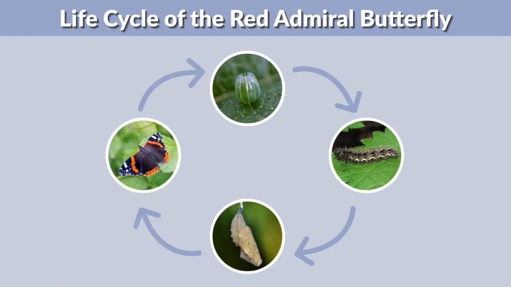 Red Admiral Butterfly: Identification, Habitat, Life Cycle & Facts
