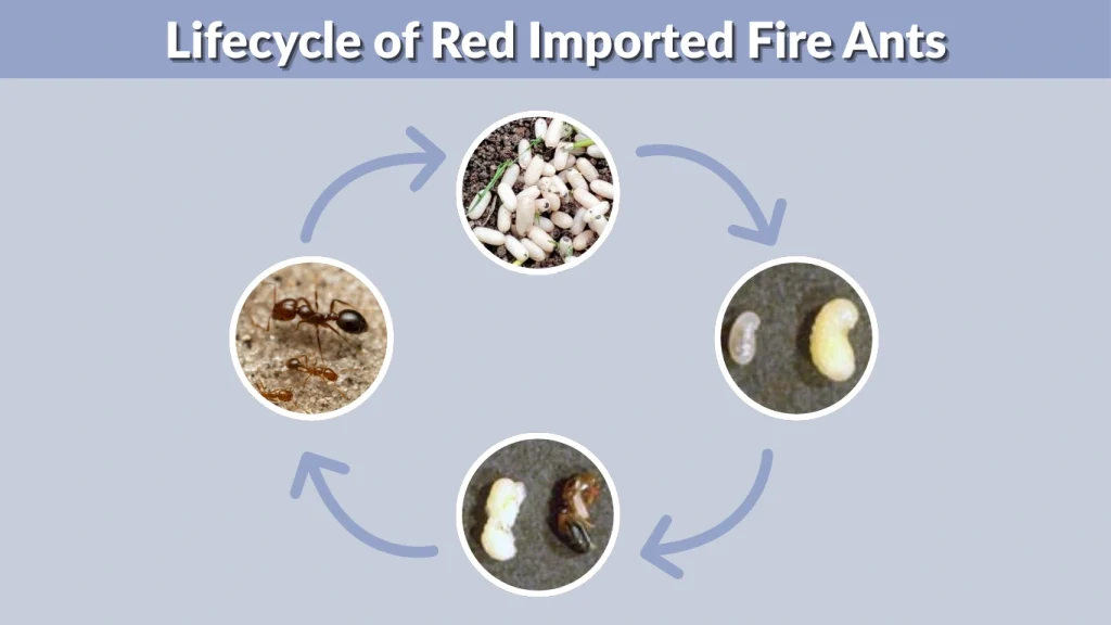 Red Imported Fire Ant: Identification, Behavior, Habitat, Lifecycle ...