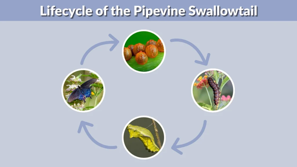 Pipevine Swallowtail Caterpillar: Identification, Diet & Lifecycle Guide