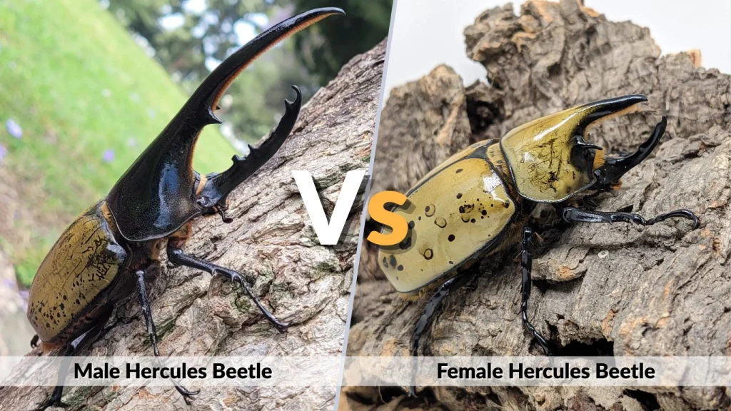 Hercules Beetle: Appearance, Diet, and Life Cycle