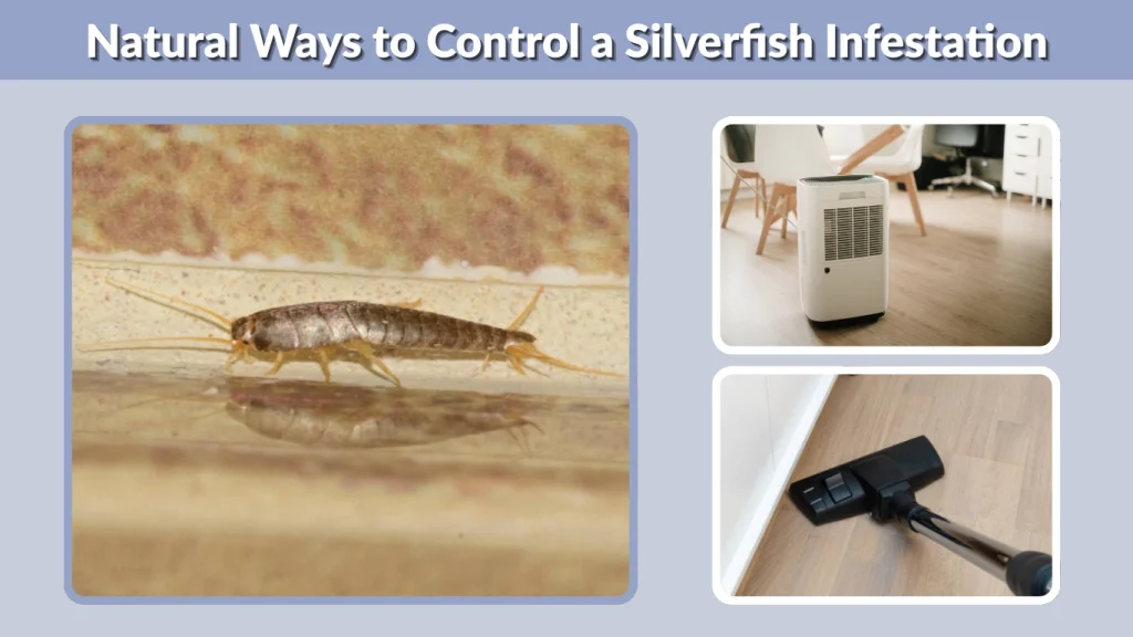 Silverfish Infestation: Causes, Signs, Risks, and Control