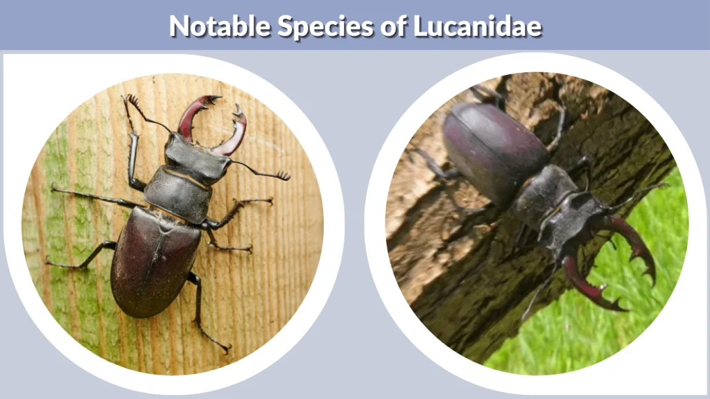 Lucanidae Stag Beetles: Species, Life Cycle, and Habitat