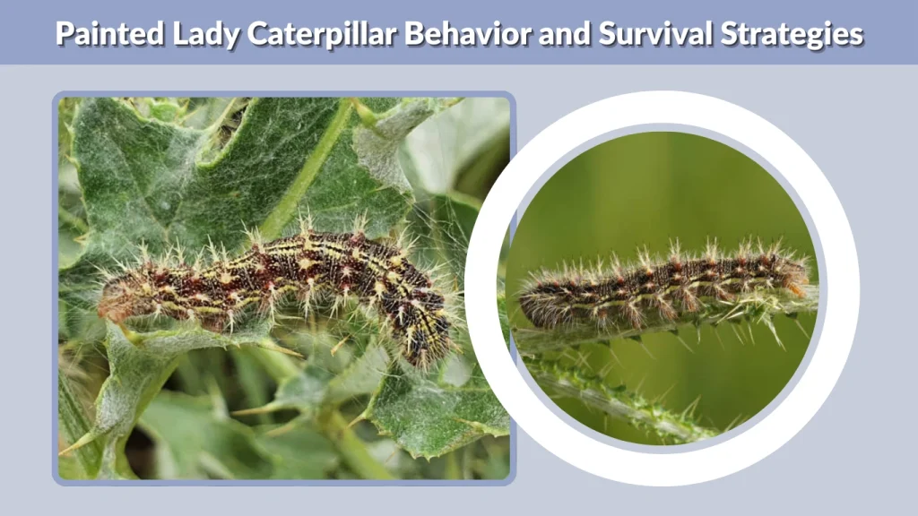 Painted Lady Caterpillar: Identification, Life Cycle, Diet & Habitat