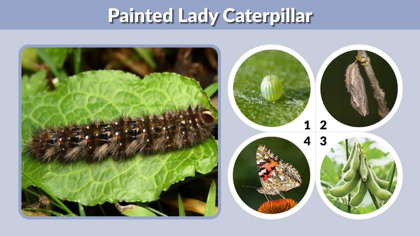 Painted Lady Caterpillar: Identification, Life Cycle, Diet & Habitat