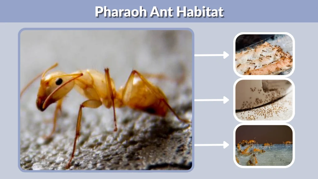 Pharaoh Ants: Identification, Behavior, Habitat, Diet & Control