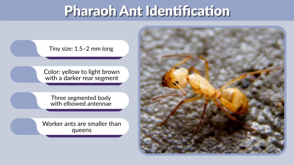 Pharaoh Ants: Identification, Behavior, Habitat, Diet & Control