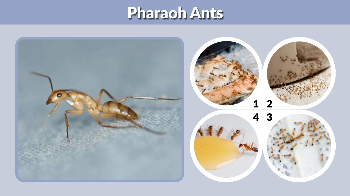 Pharaoh Ants: Identification, Behavior, Habitat, Diet & Control