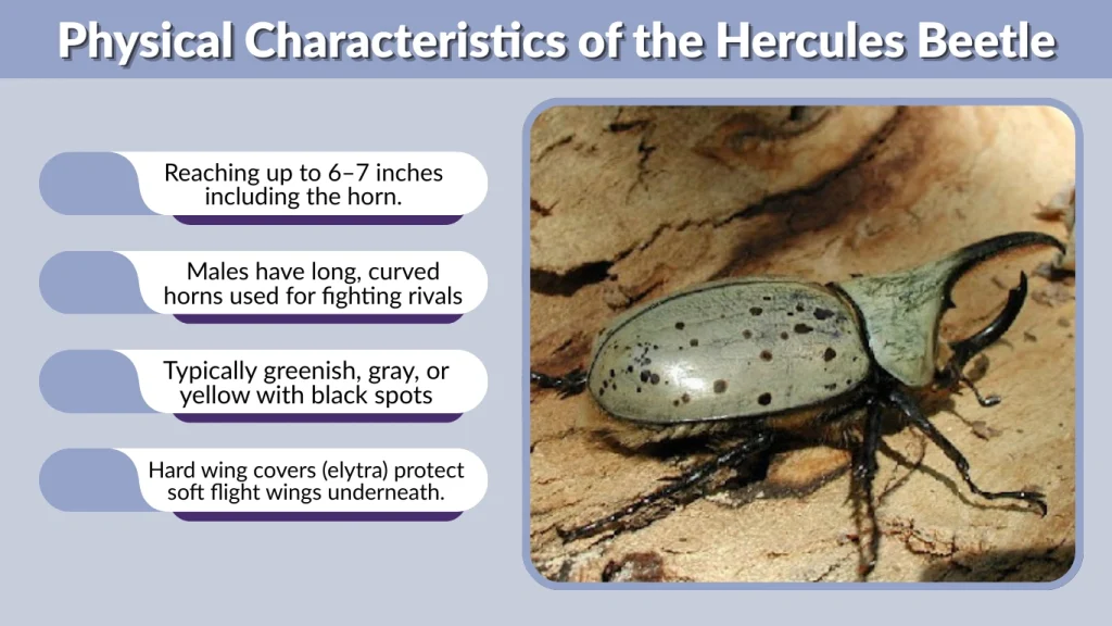 Hercules Beetle: Appearance, Diet, and Life Cycle