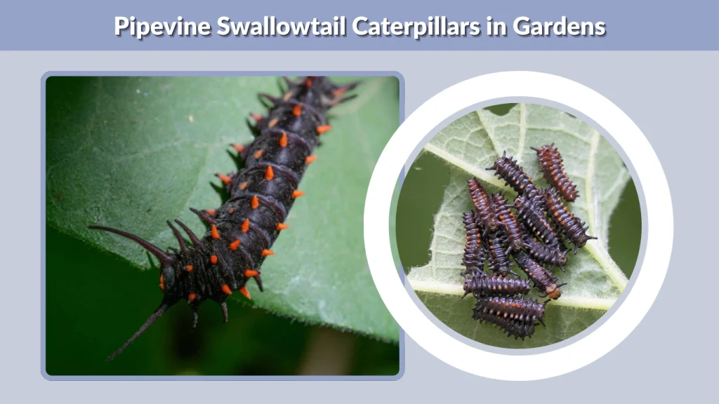 Pipevine Swallowtail Caterpillar: Identification, Diet & Lifecycle Guide
