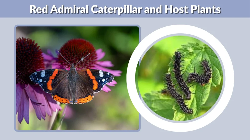 Red Admiral Butterfly: Identification, Habitat, Life Cycle & Facts