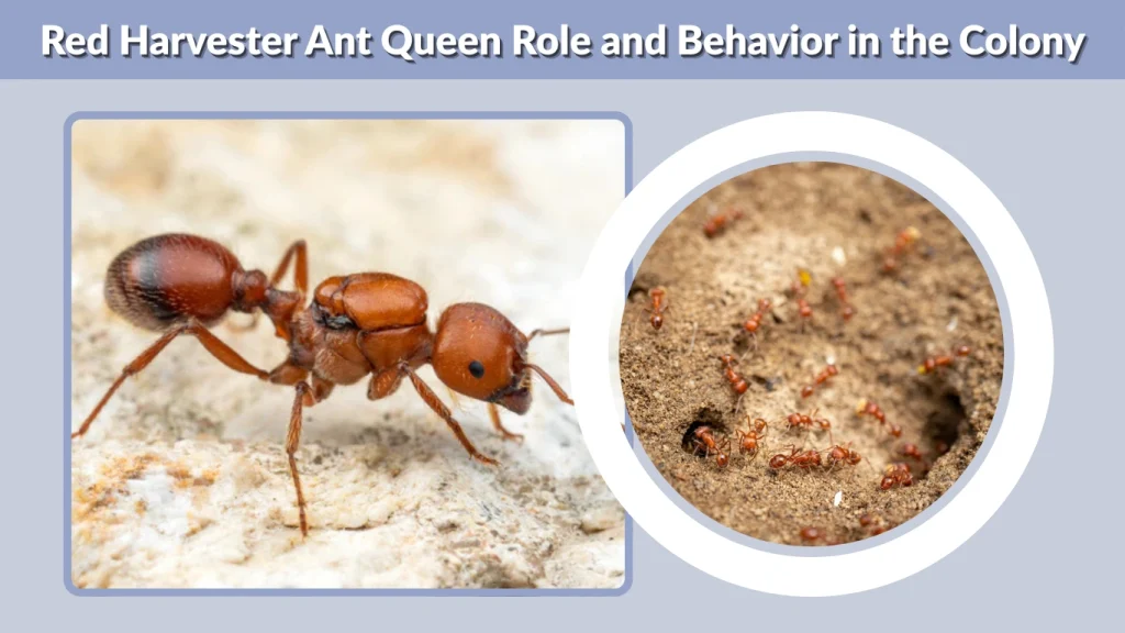 Red Harvester Ant Queen: Role, Behavior & Identification