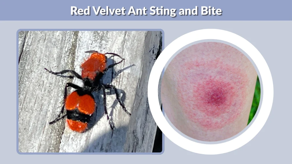 Red Velvet Ants: Identification, Sting, Habitat, Life Cycle, and Facts