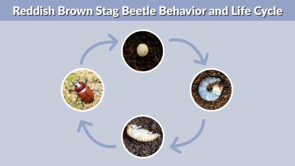 Reddish Brown Stag Beetle: Bite, Female, Diet & Facts