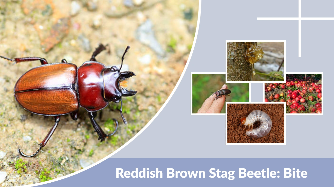 Reddish Brown Stag Beetle: Bite, Female, Diet & Facts