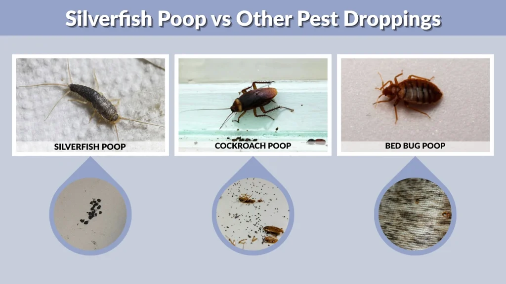 Silverfish Poop: Identification, Harmful Effects, and Cleaning Process