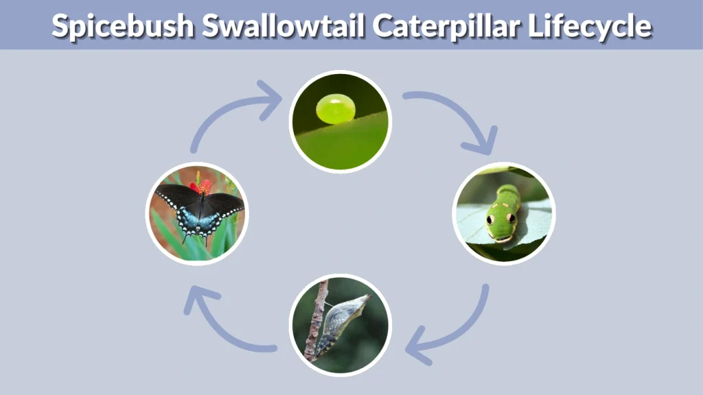 Spicebush Swallowtail Caterpillar Identification and Lifecycle
