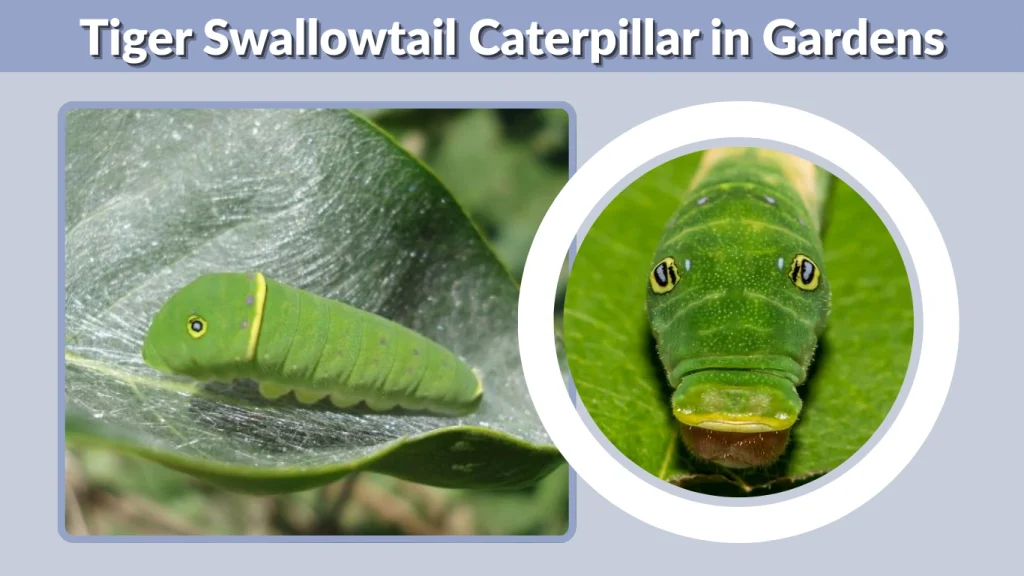 Tiger Swallowtail Caterpillar: Identification, Life Cycle, Diet, and Facts