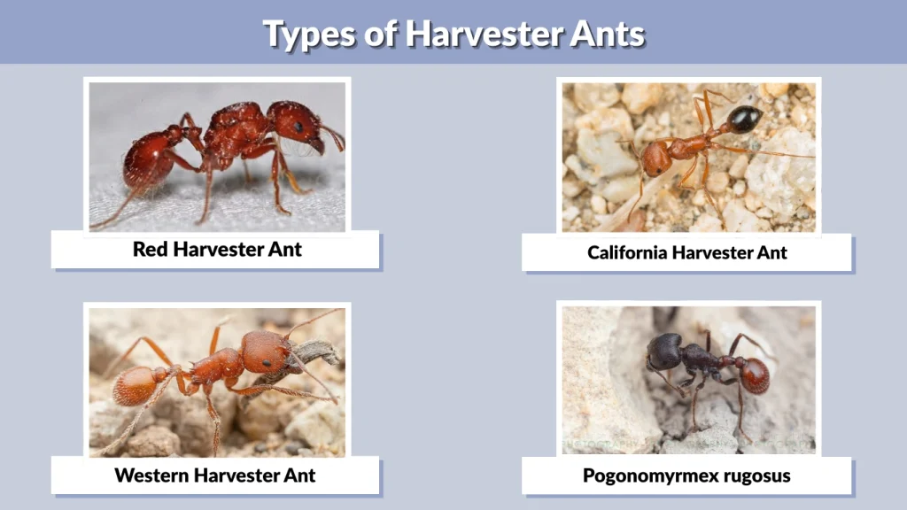 Harvester Ants: Identification, Behavior & Control Tips