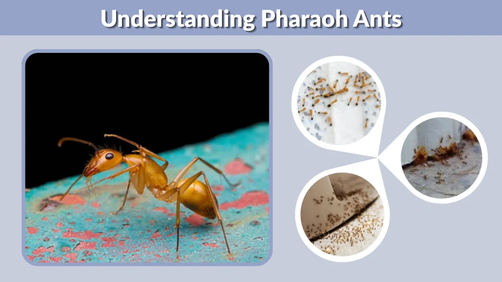 How to Get Rid of Pharaoh Ants: Effective Treatment, Baits, and Prevention
