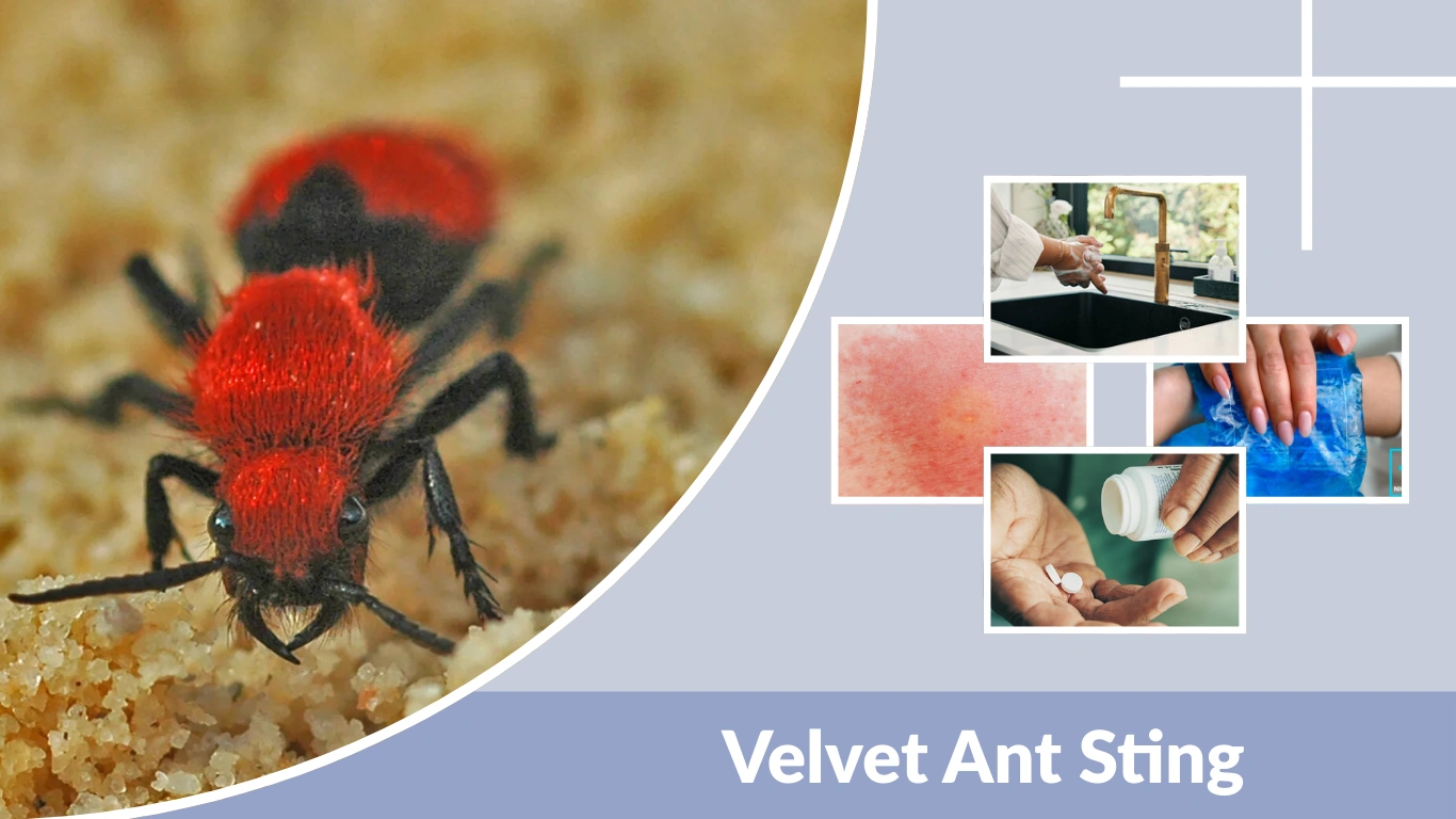 Velvet Ant Sting: Identification, Pain, and Treatment Guide
