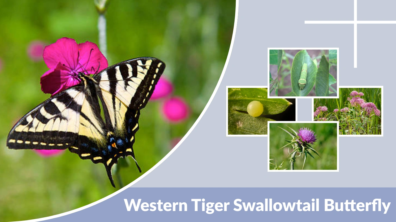 Western Tiger Swallowtail Butterfly: Identification, Habitat & Facts