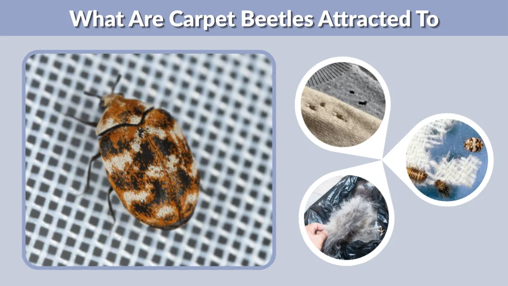 What Are Carpet Beetles? Identification, Causes & Signs