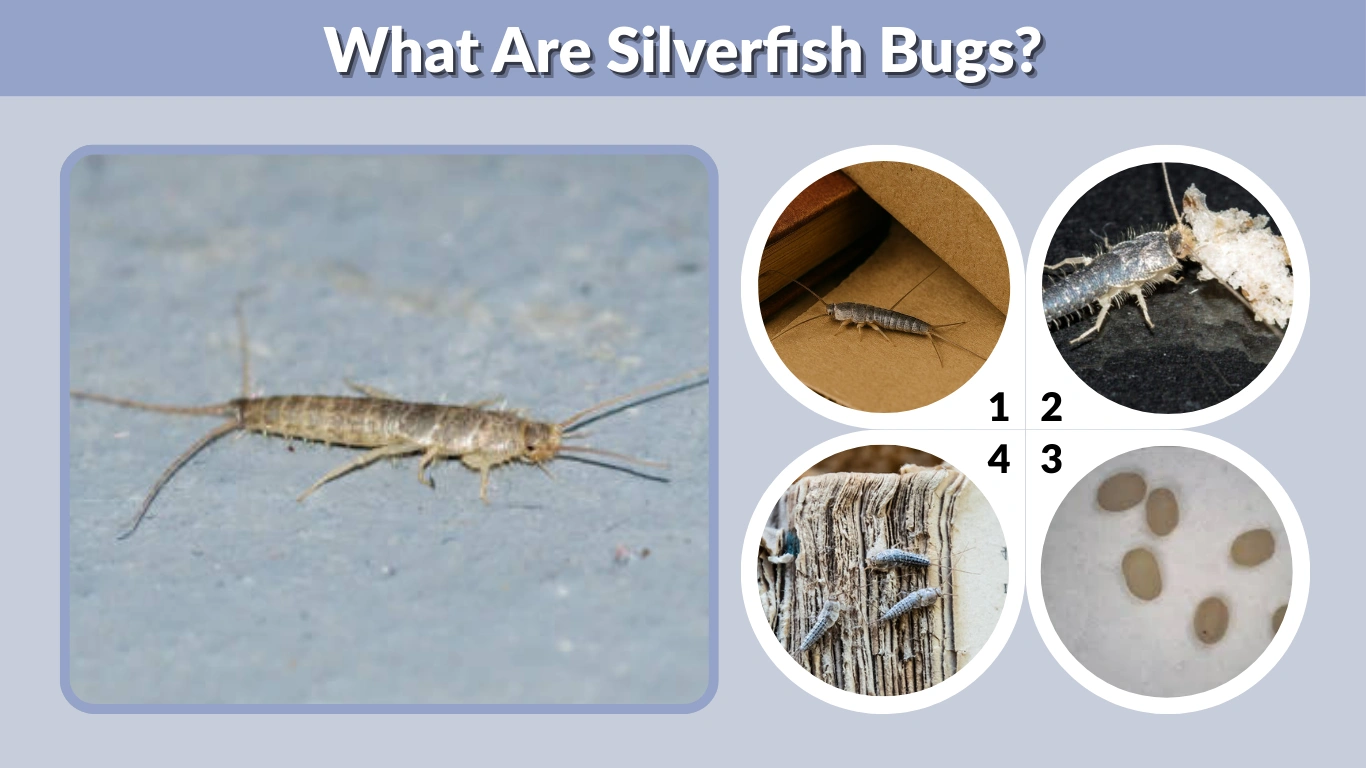 What Are Silverfish Bugs? Step-by-Step Identification Guide