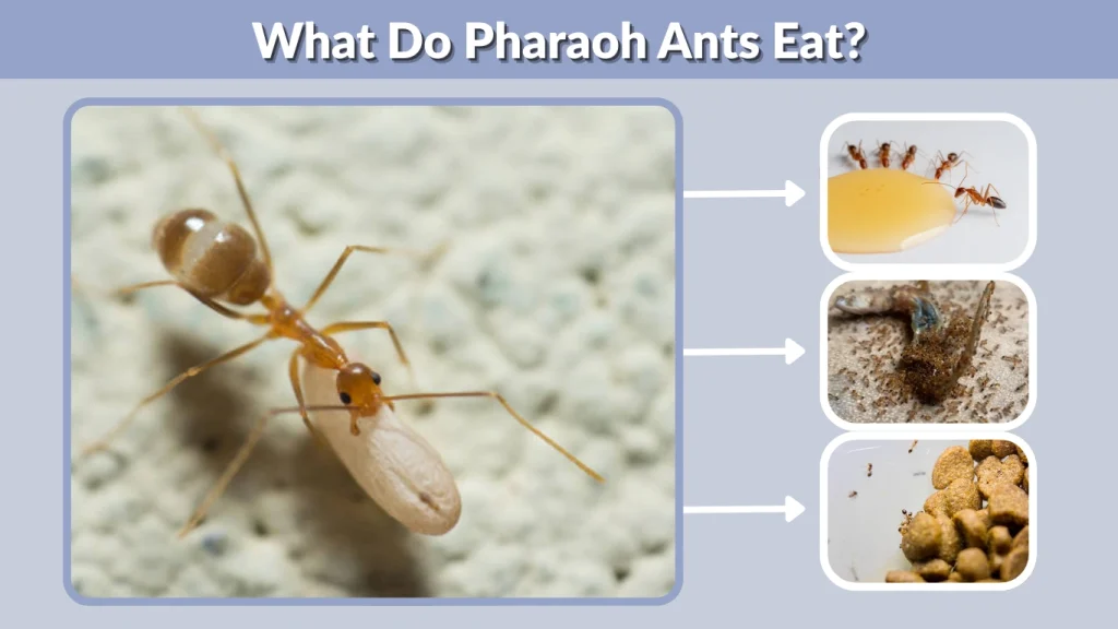 Pharaoh Ants: Identification, Behavior, Habitat, Diet & Control