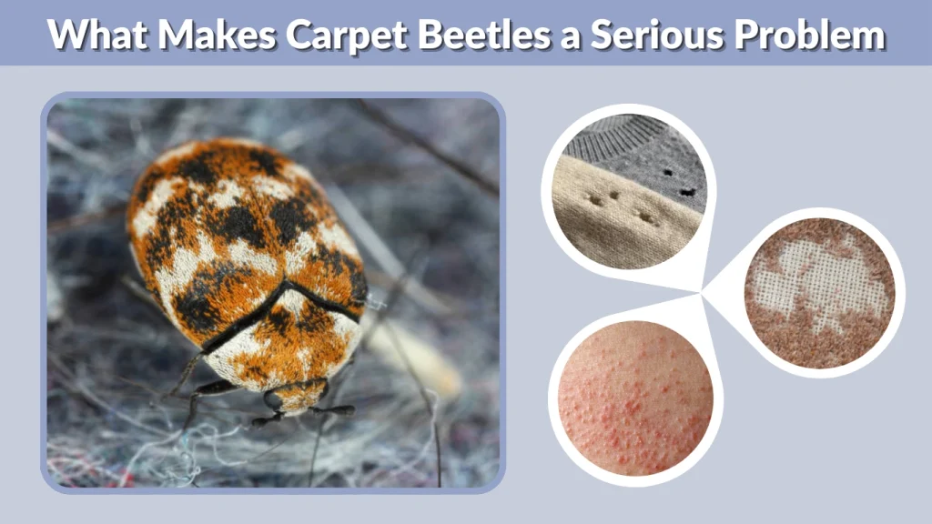 Are Carpet Beetles Dangerous? Health Risks, Pets & Home Damage