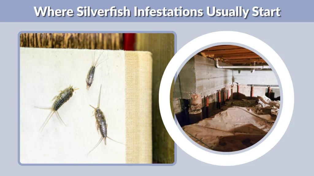 Silverfish Infestation: Causes, Signs, Risks, and Control