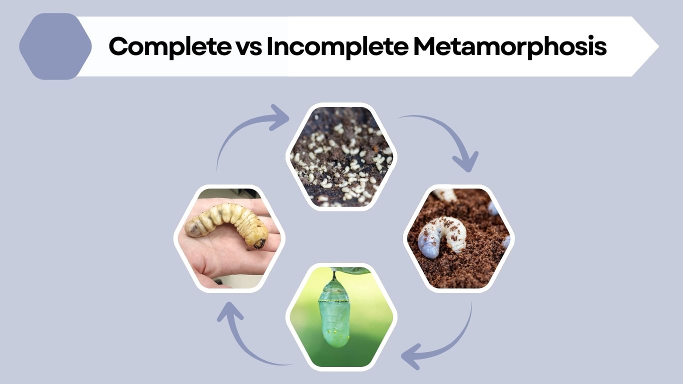 Larva Definition & Meaning, Identification and Key Facts