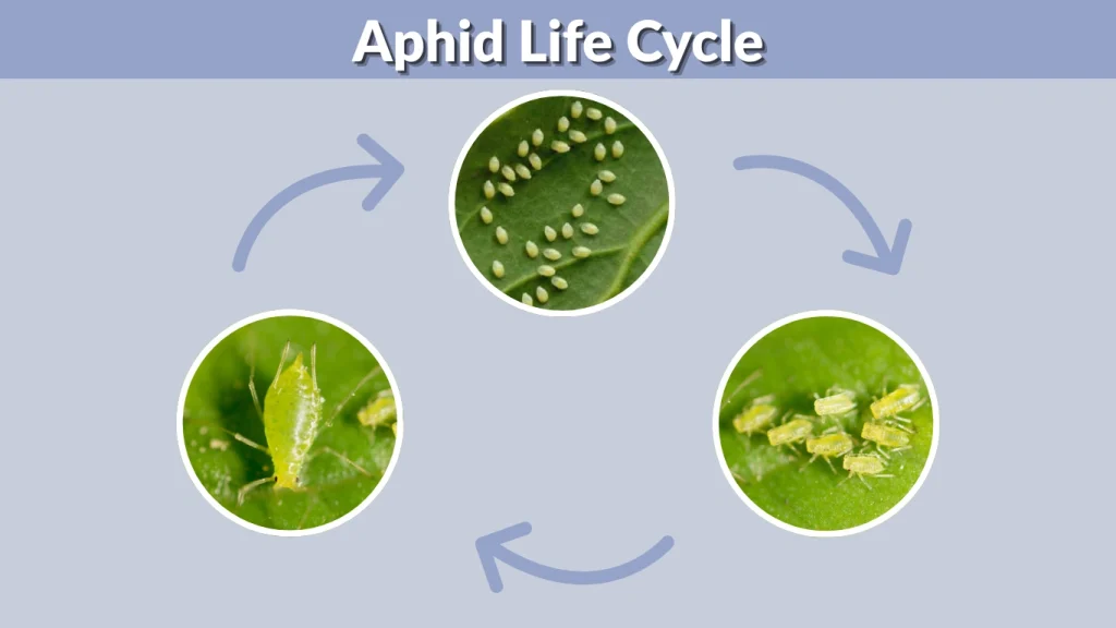 Aphids: Identification, Plant Damage, and Effective Control