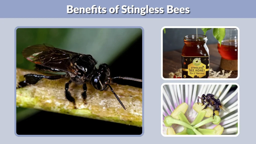 Stingless Bee: A Complete Guide to Benefits, Honey and Farming