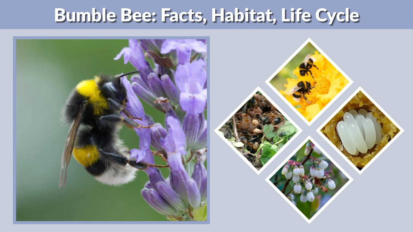 Bumble Bee: Facts, Habitat, Life Cycle and Benefits